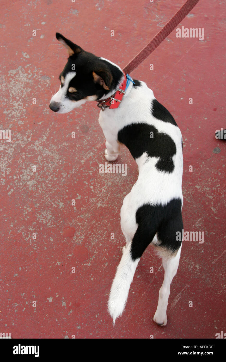 Miami Beach Florida,Collins Avenue,dog dogs,pet pets,canine,animal ...