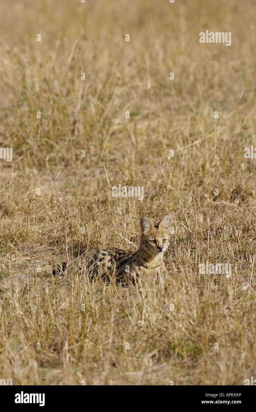 African Serval Cat Stock Photo - Alamy