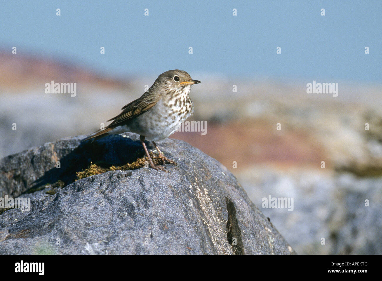 alaska hermit thrush kenai fiords national park northwestern fiord ...
