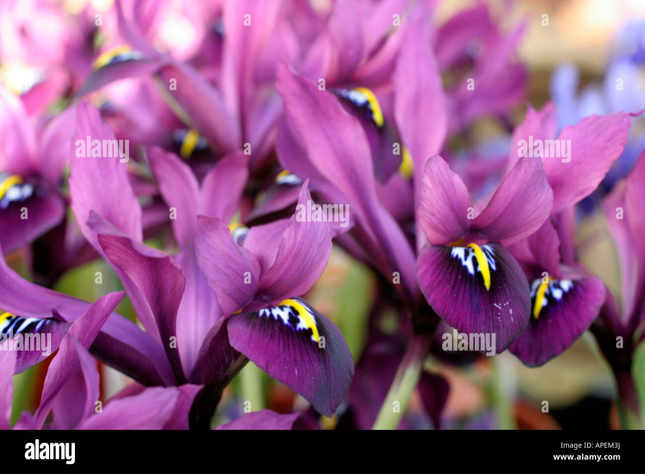 Iris George reticulata AGM Stock Photo - Alamy