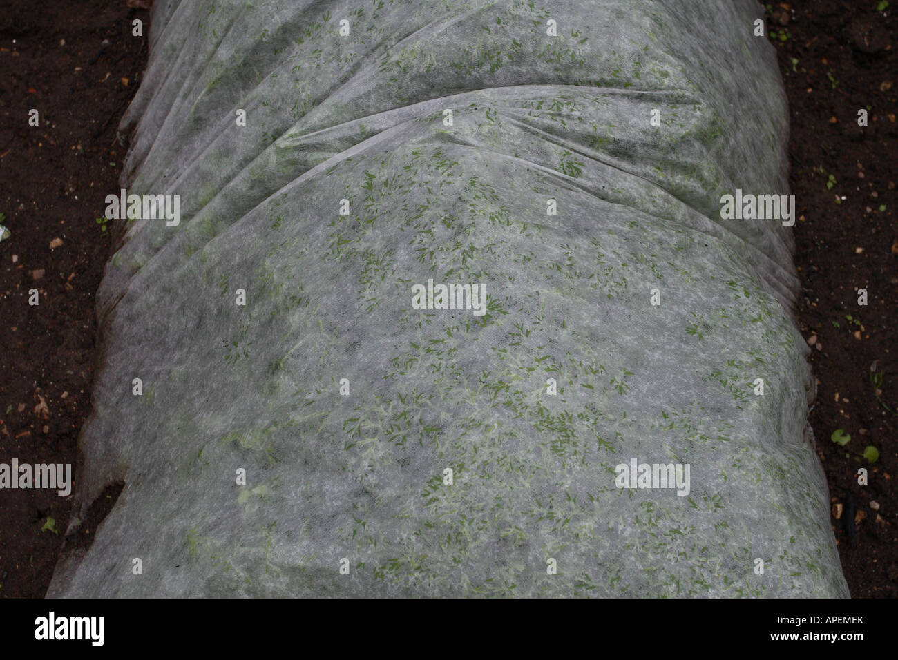 USING FLEECE TO PROTECT GROWING CARROTS Stock Photo - Alamy