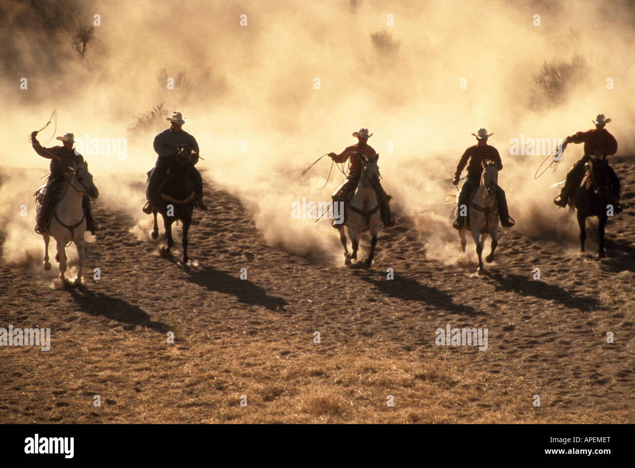 Cowboys horses lassos ranch hi-res stock photography and images - Alamy
