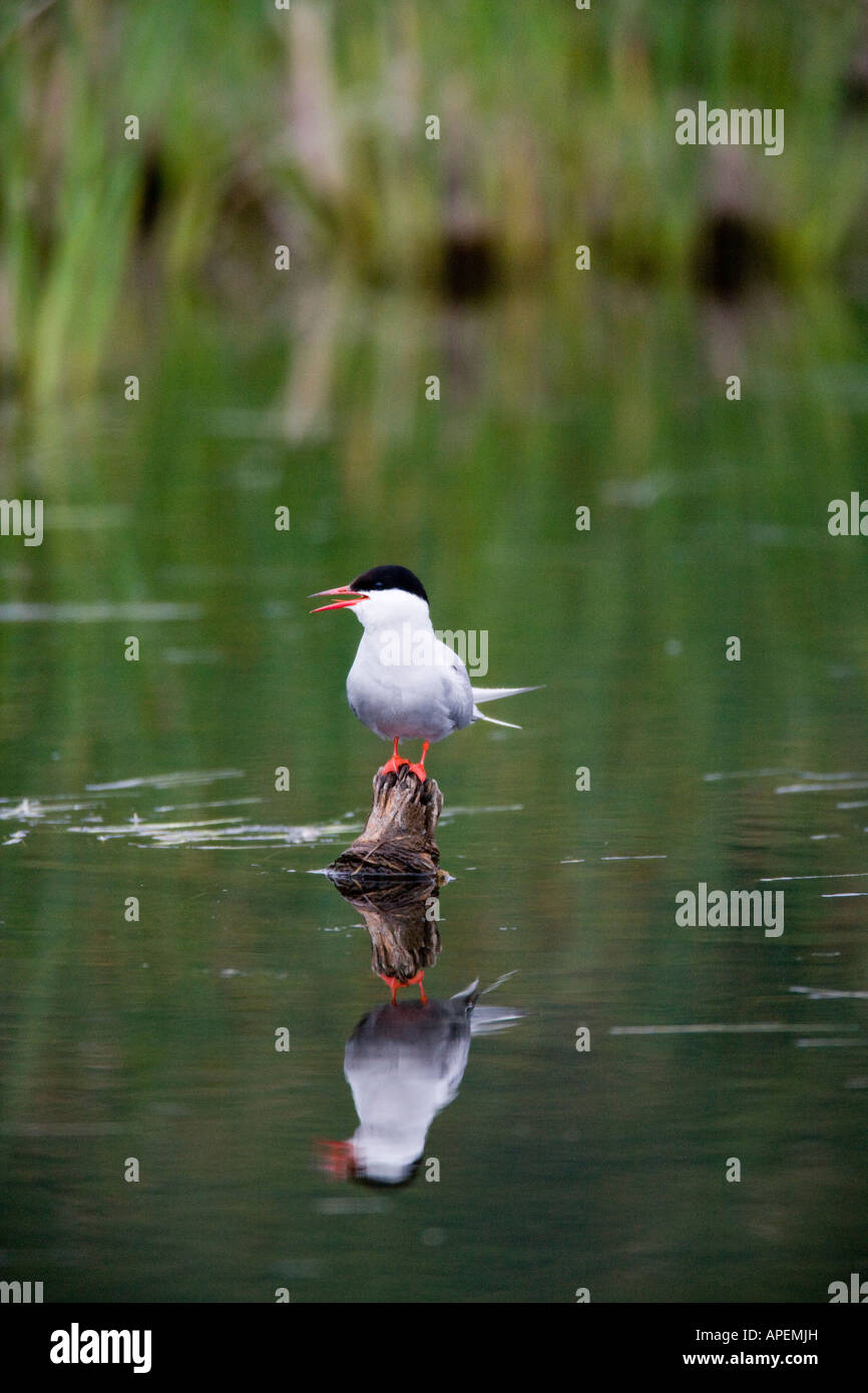 alaska potter marsh near anchorage arctic tern Sterna paradisaea Stock Photo - Alamy