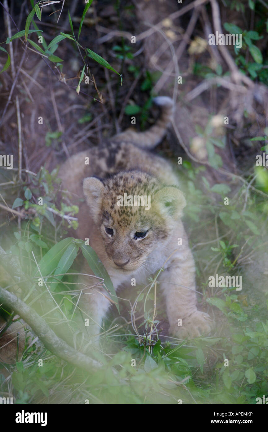 African Lion Cub Stock Photo - Alamy