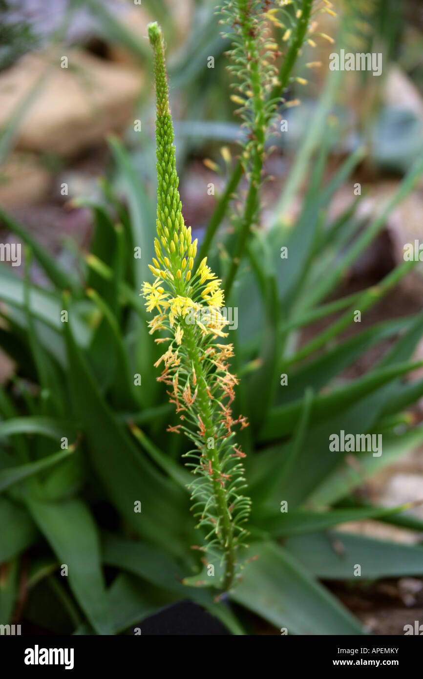 Yellow Cats Tail aka Red Bulbinella, Bulbinella latifolia var latifolia ...