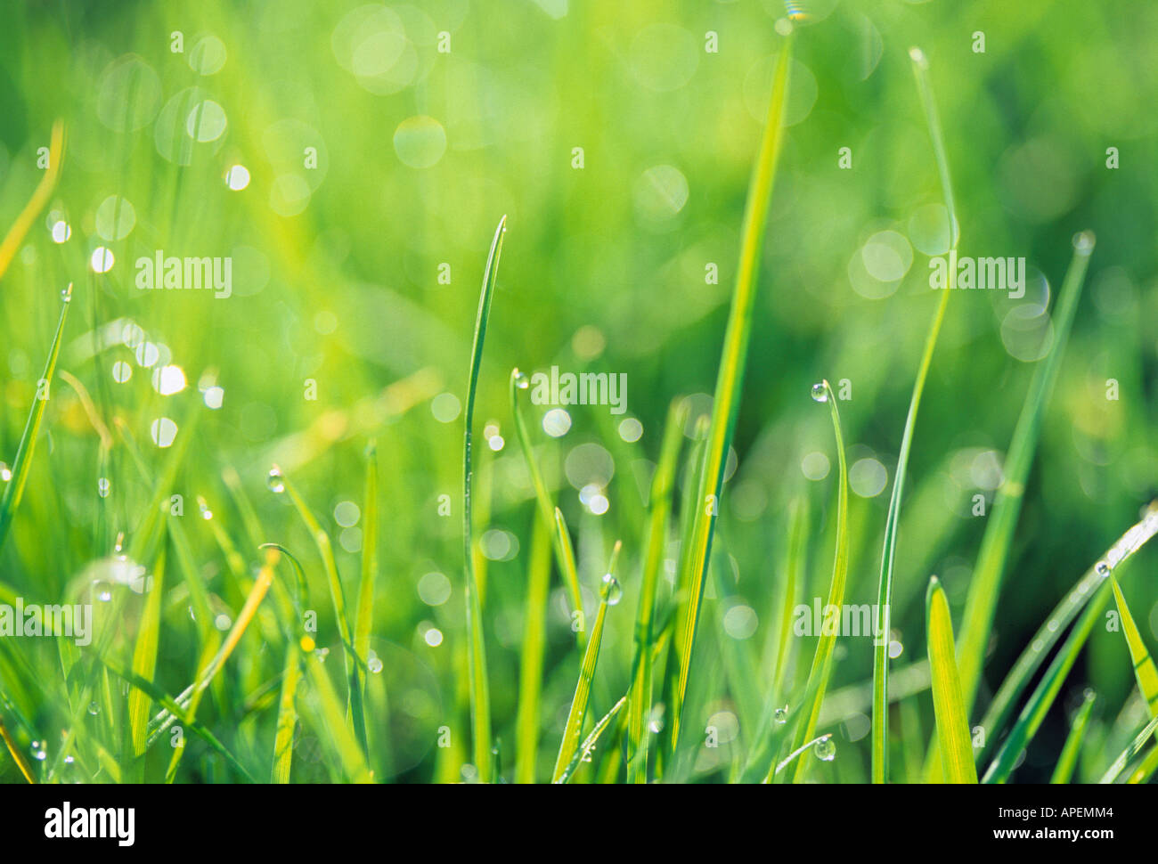 Dew on grass Stock Photo - Alamy