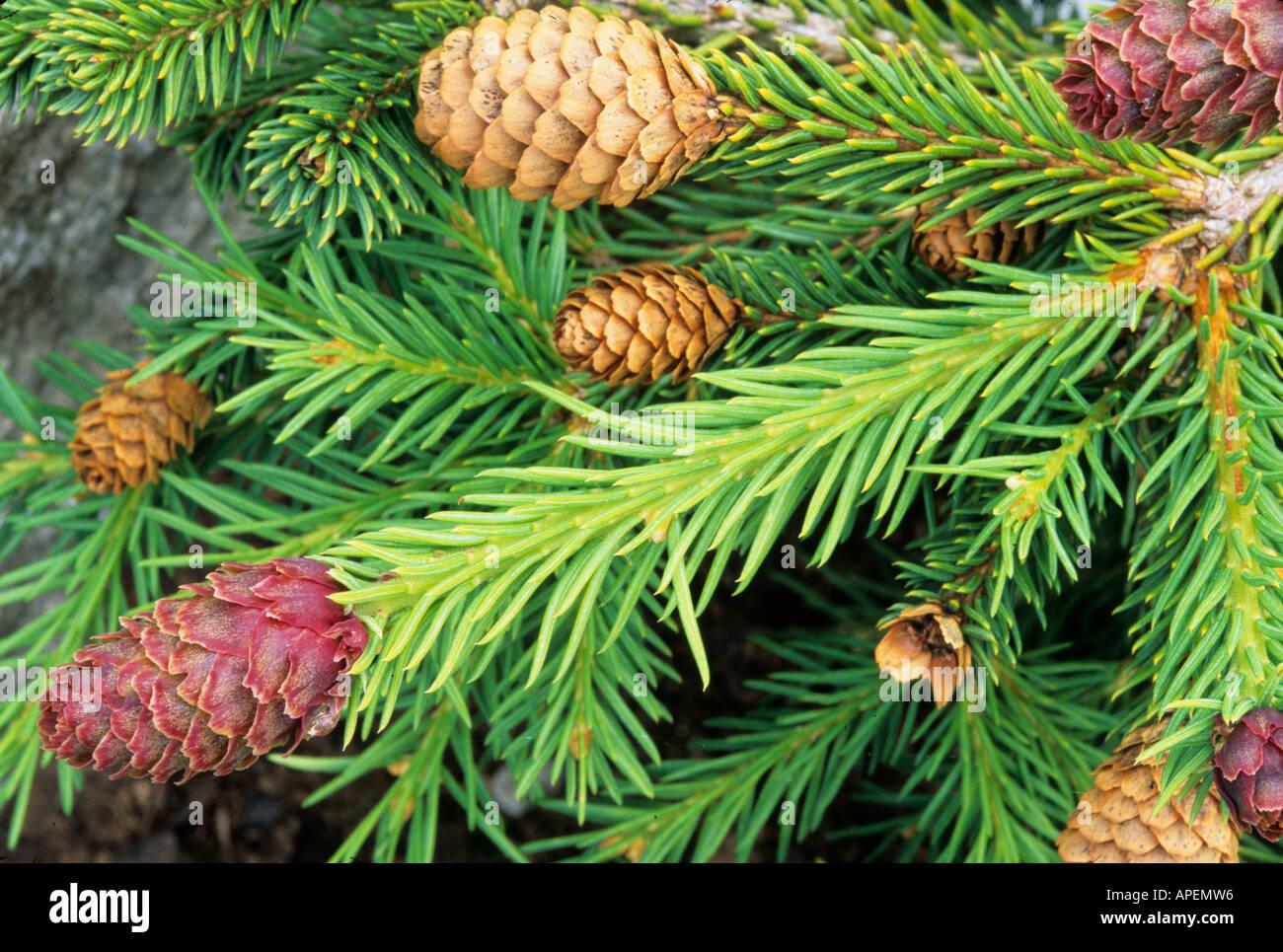 Picea abies pusch hi-res stock photography and images - Alamy