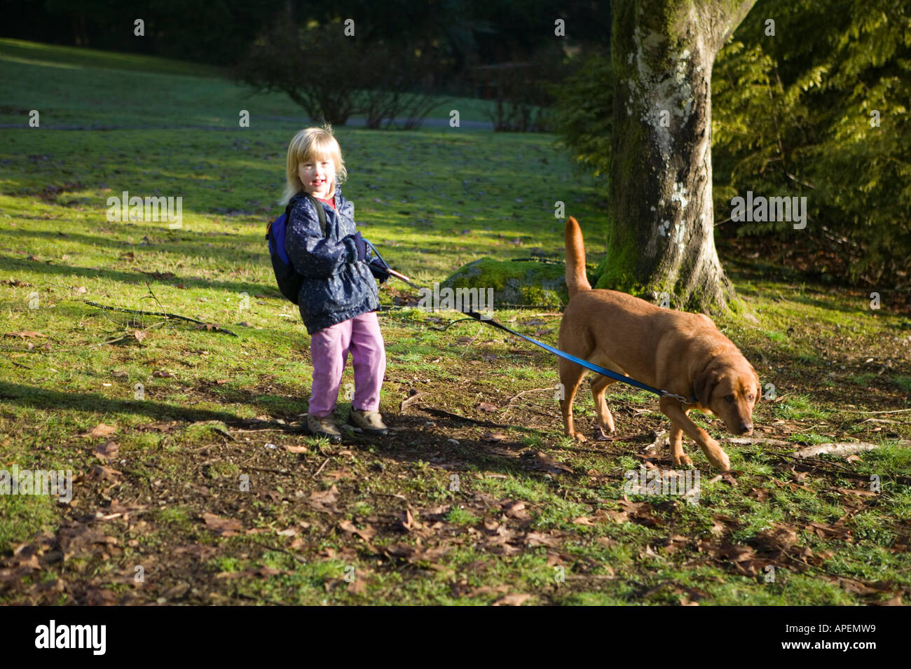 Young Girl Walking Her Labrador Dog Stock Photo - Alamy