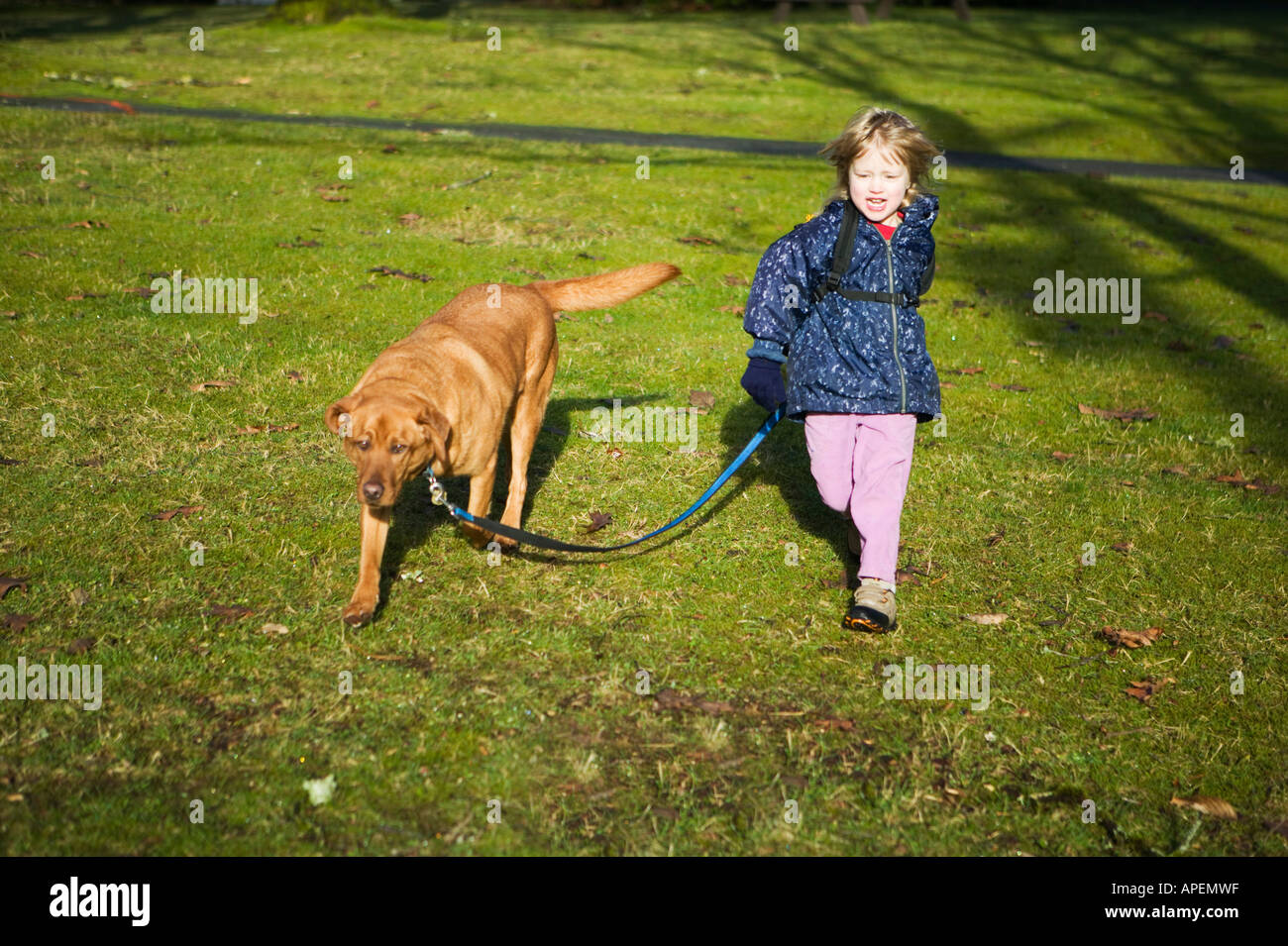 Young Girl Walking Her Labrador Dog Stock Photo - Alamy