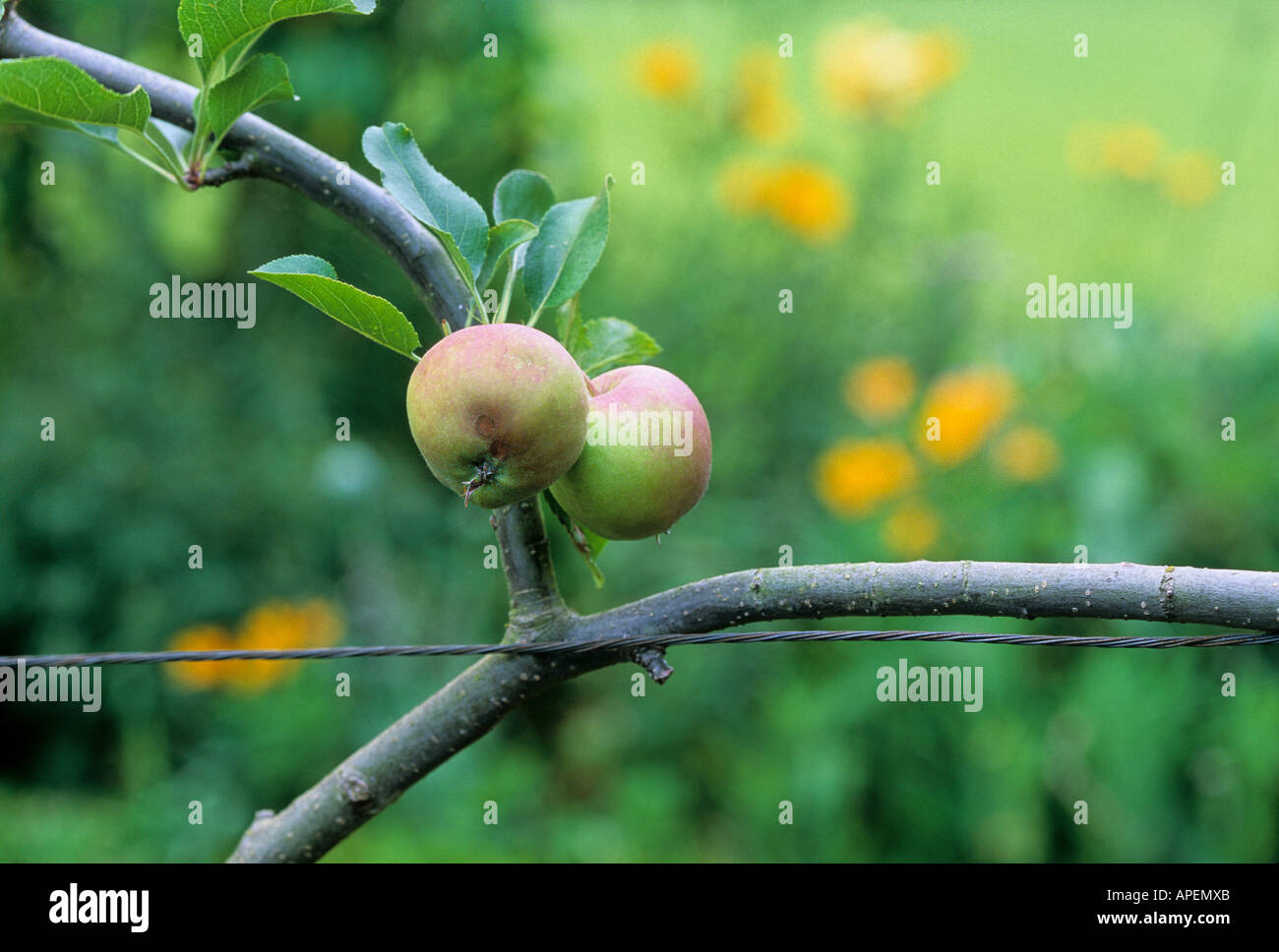 Espaliered Apple tree Stock Photo - Alamy