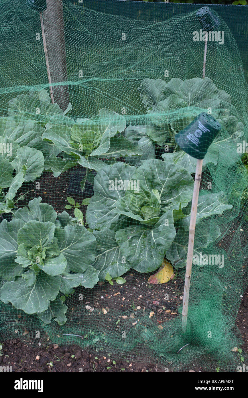 PROTECTION FROM BUTTERFLIES USING FINE POLYPROP MESH Stock Photo - Alamy