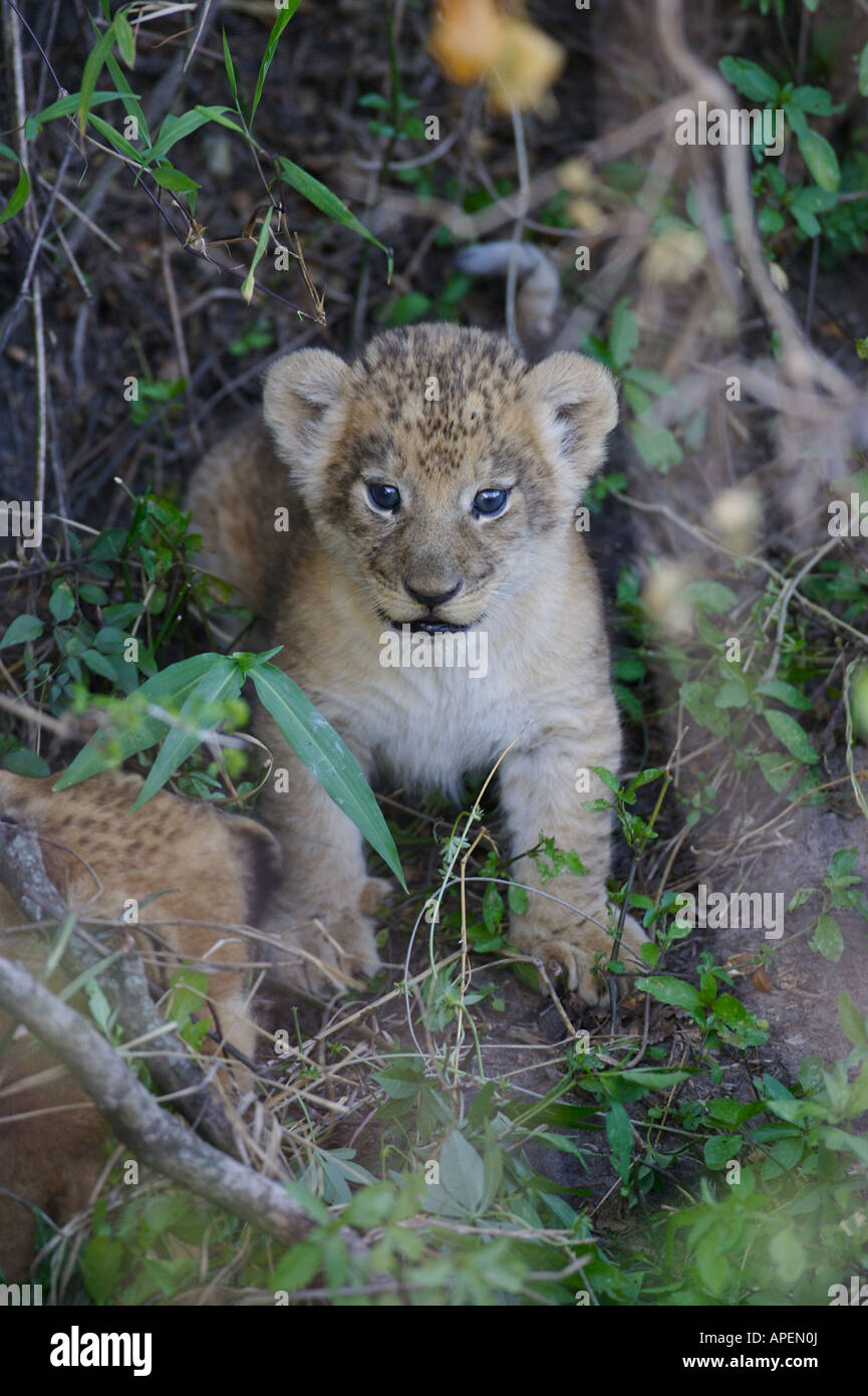 African Lion Cub Stock Photo - Alamy
