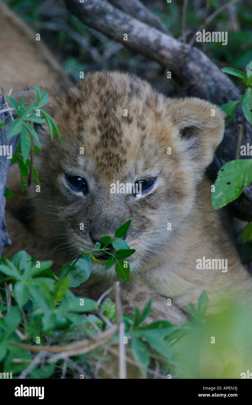 African Lion Cub Stock Photo - Alamy