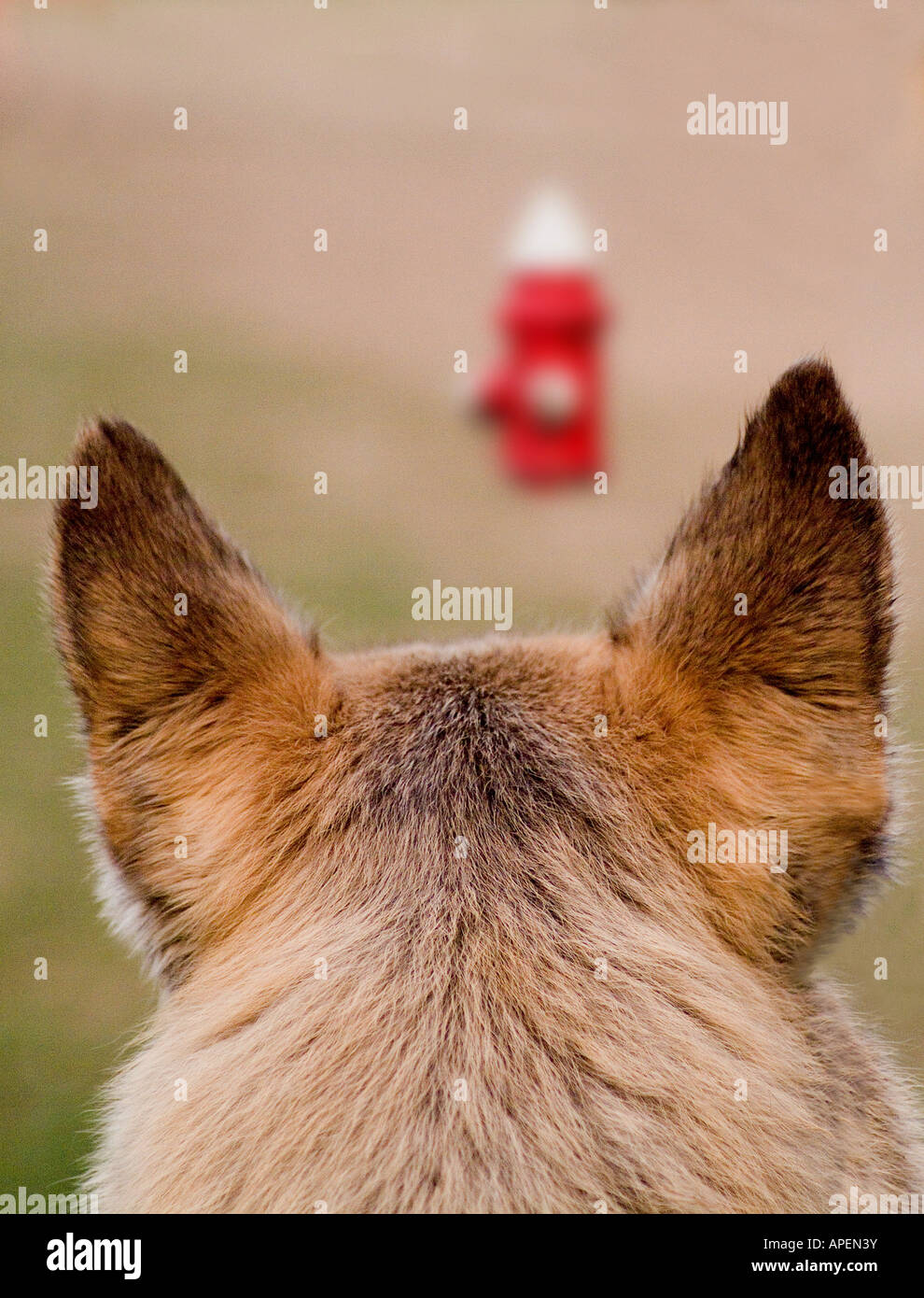 Fire hydrant dog hi-res stock photography and images - Alamy