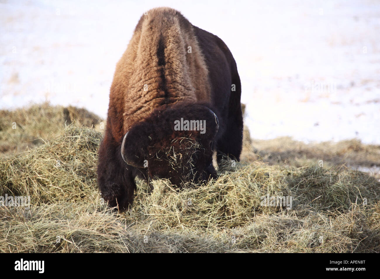 Buffalo grazing on straw in winter pasture Stock Photo - Alamy
