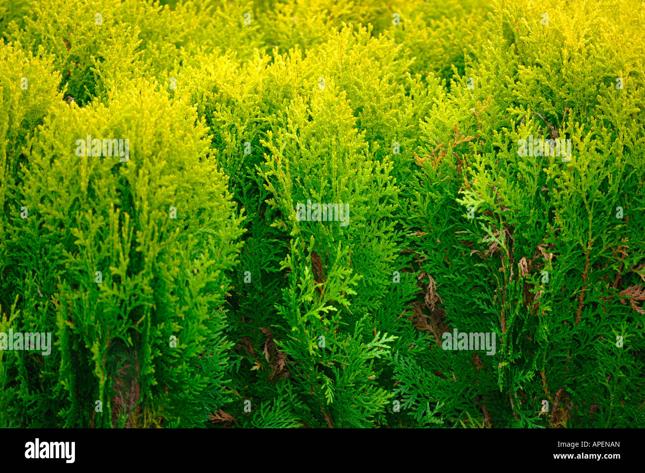 Small Evergreen Miniature Conifers Stock Photo - Alamy