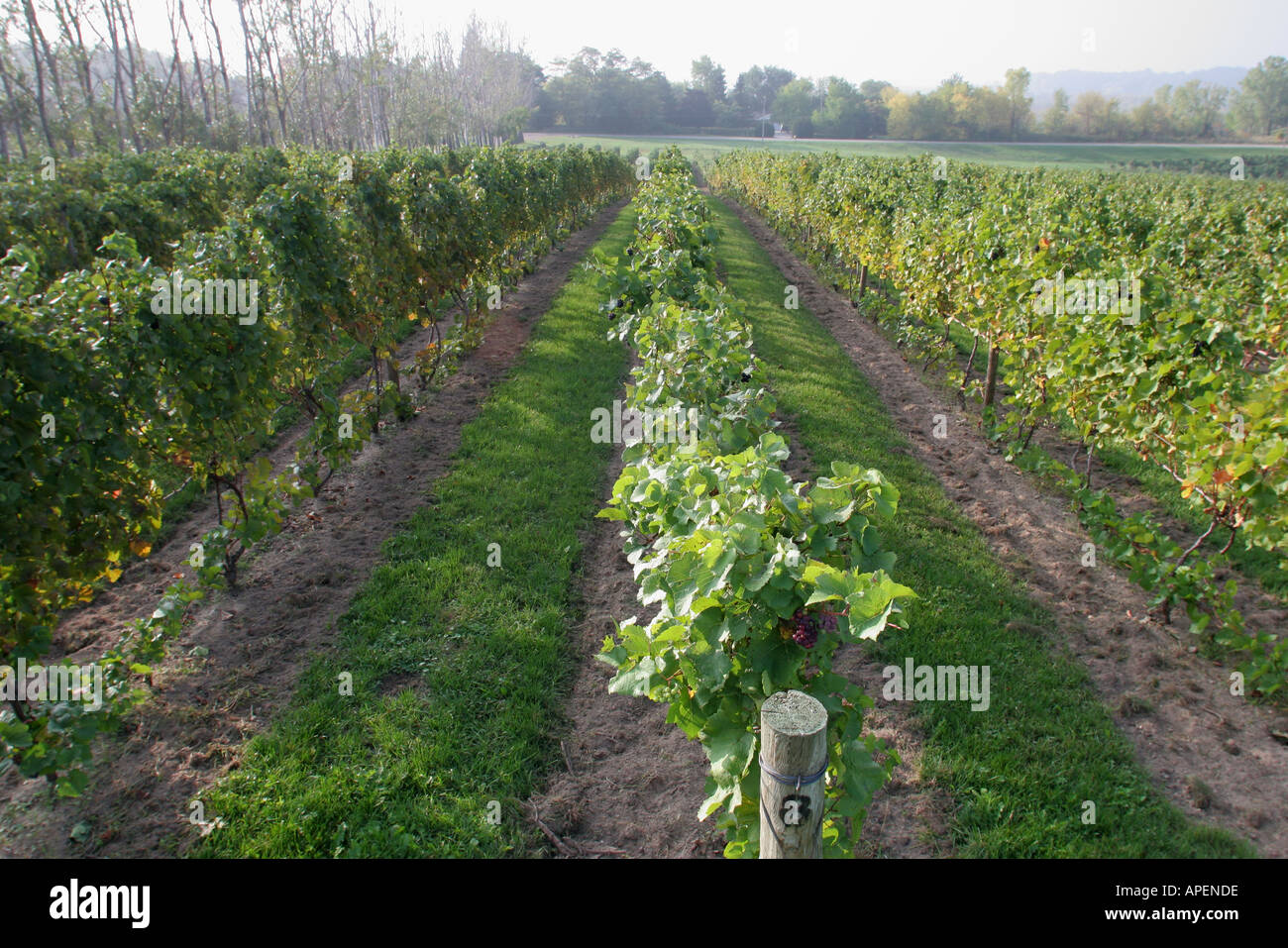 Karma vista vineyards and winery hi-res stock photography and images ...