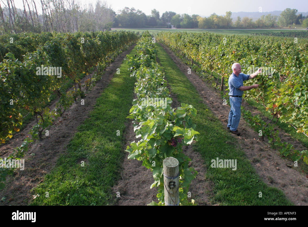 Karma vista vineyards and winery hi-res stock photography and images ...
