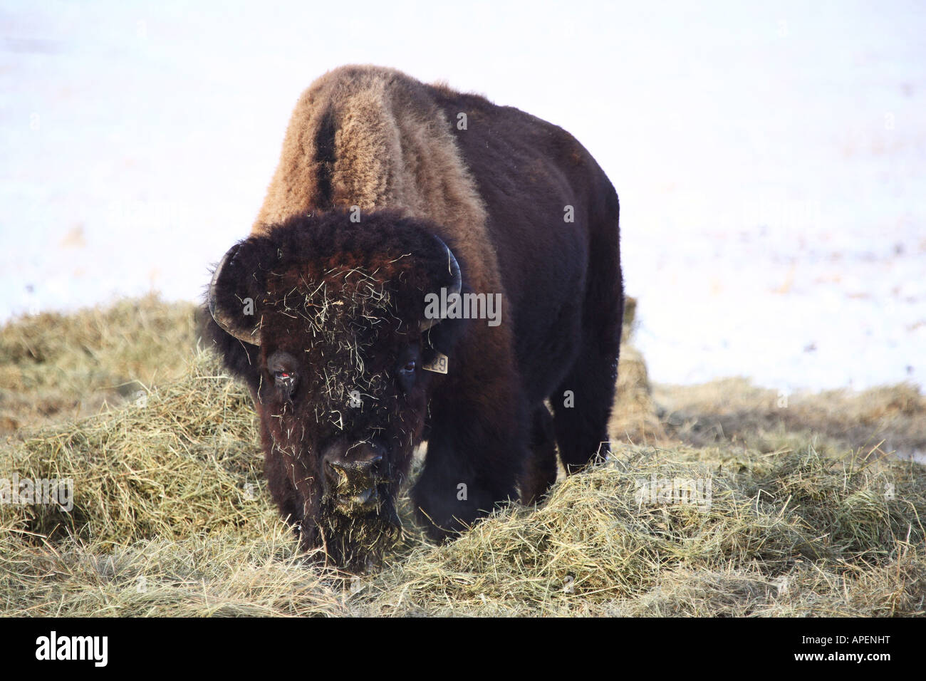 American specie hi-res stock photography and images - Alamy