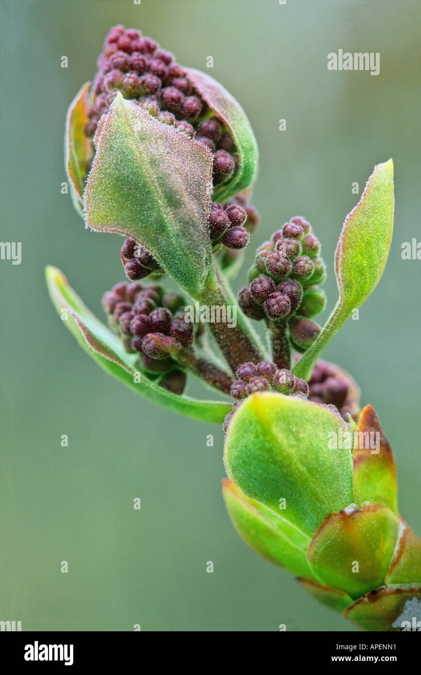 Evolution of the Lilac Stock Photo - Alamy