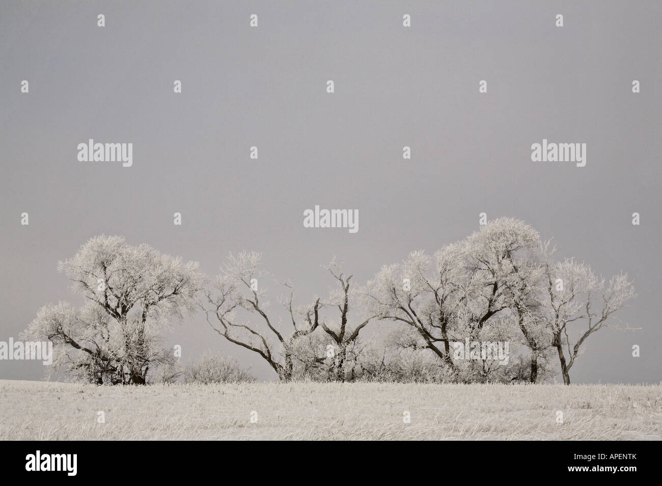 frost covered trees in winter Stock Photo - Alamy