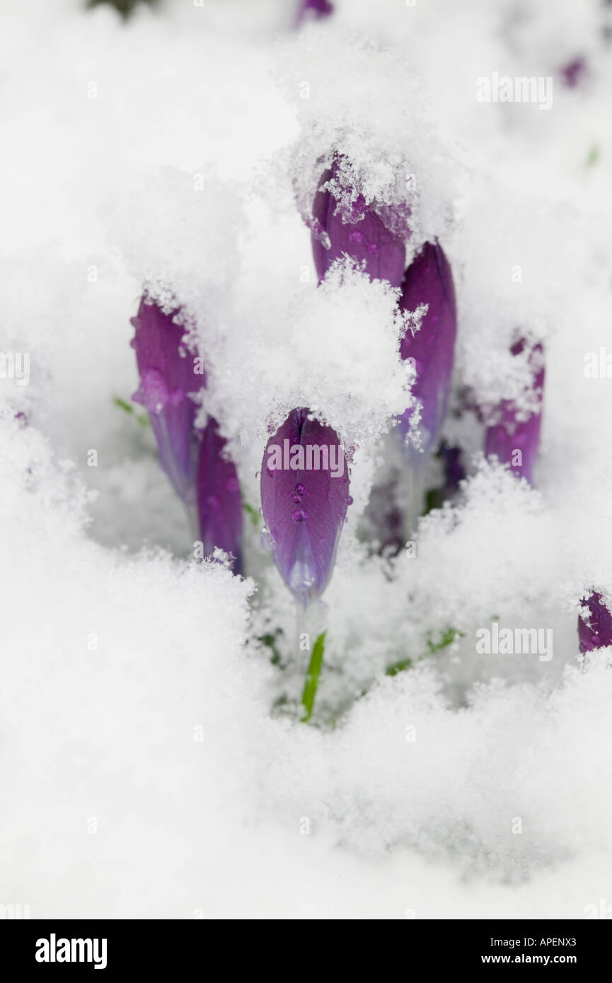 Crocus snow vertical nobody hi-res stock photography and images - Alamy