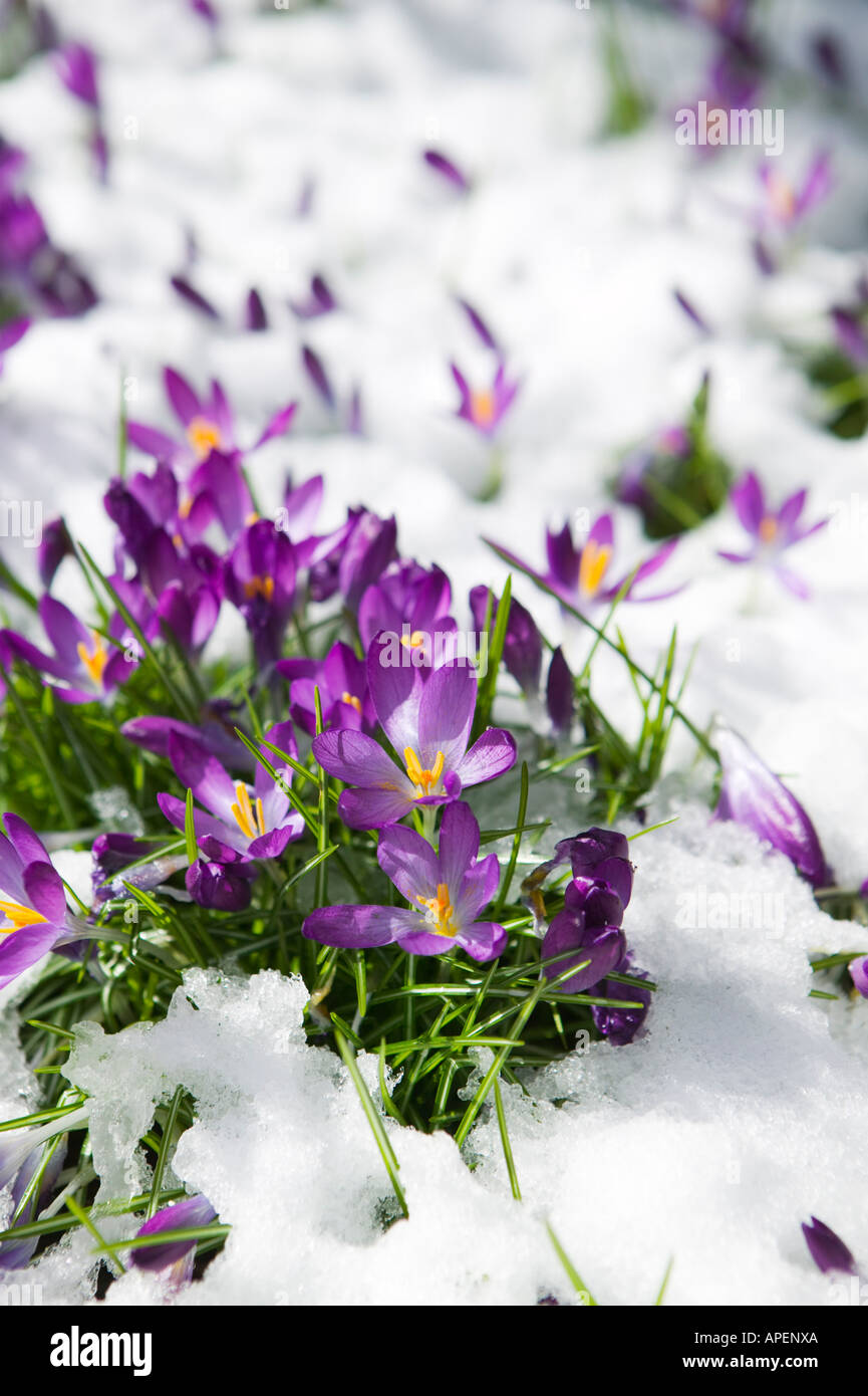 Crocus snow vertical nobody hi-res stock photography and images - Alamy