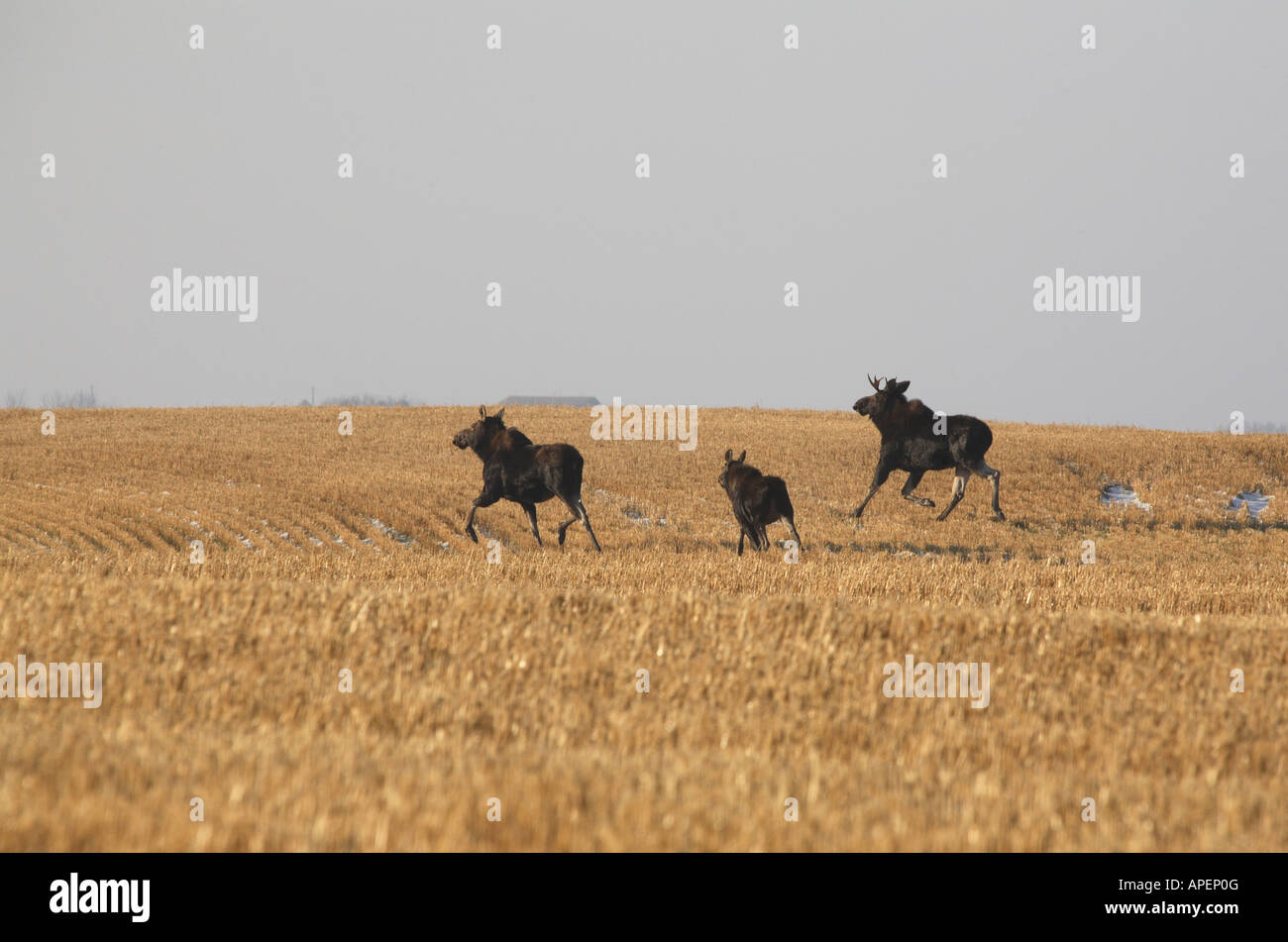 Three moose running through stubble field Stock Photo - Alamy
