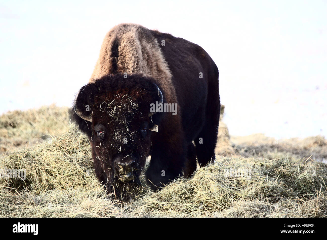 Buffalo covered in straw Stock Photo - Alamy