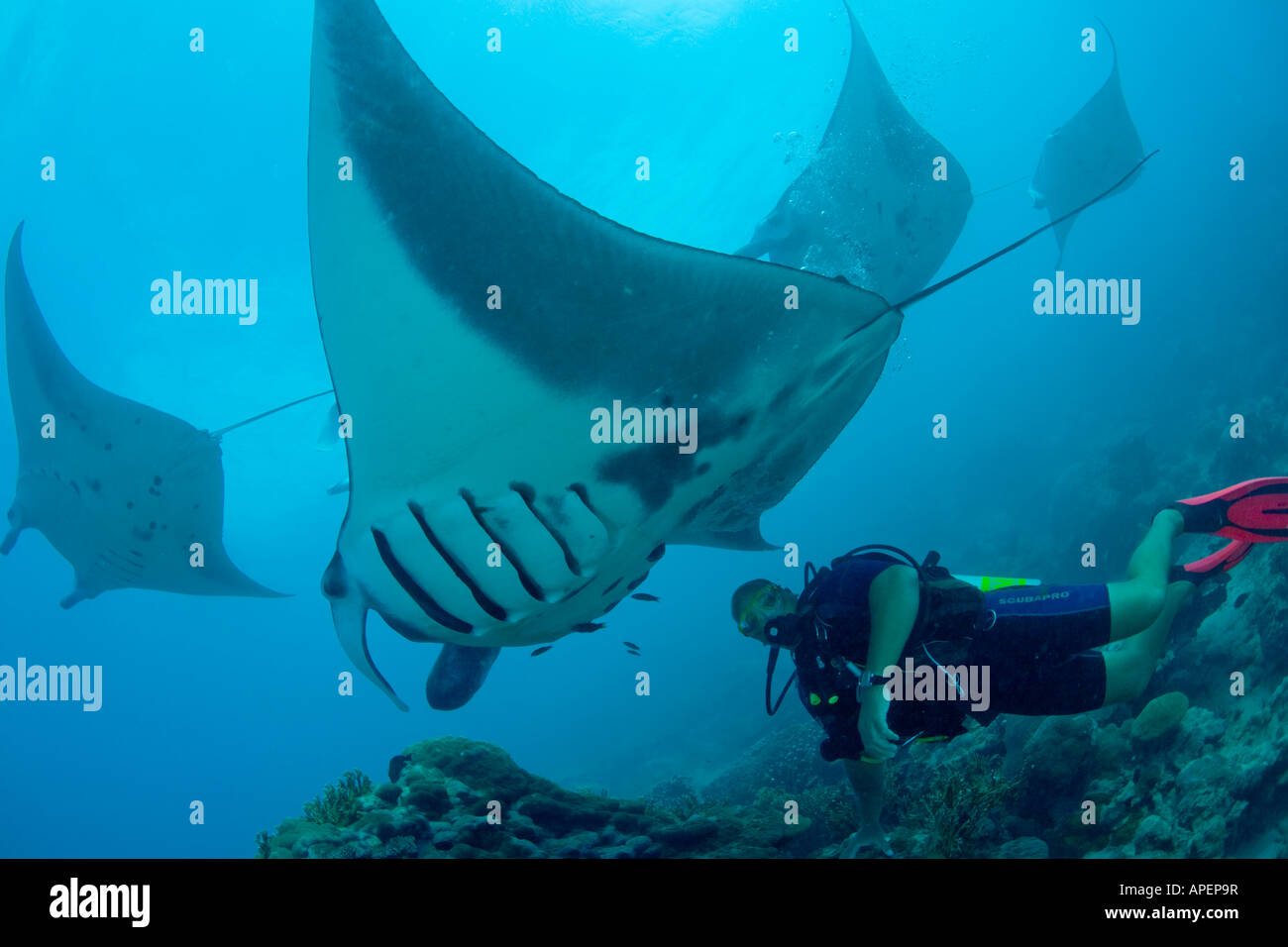 Micronesia, Caroline Islands, Yap Island, Manta rays with diver Stock ...
