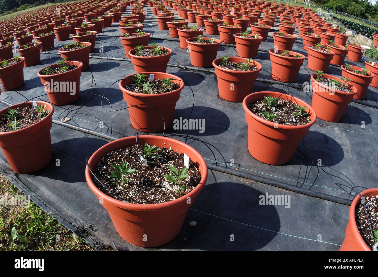 Potted plants at nursery abundance hi-res stock photography and images ...