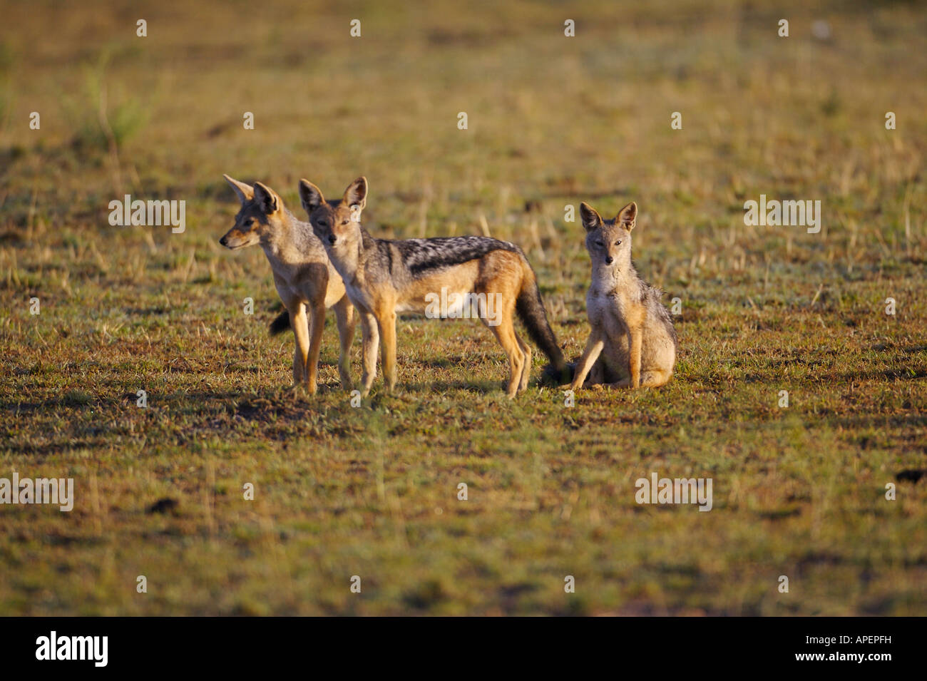 African Jackel Pack Stock Photo - Alamy