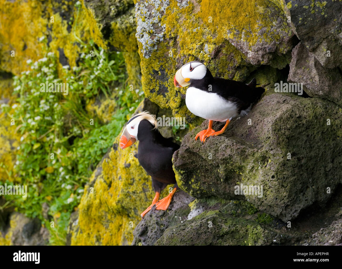 alaska pribilof islands horned and tufted puffin Fratercula corniculata ...