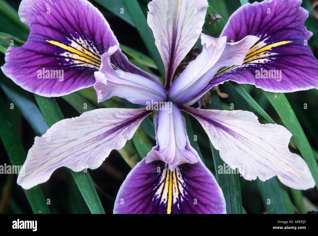 Purple dutch iris hi-res stock photography and images - Alamy