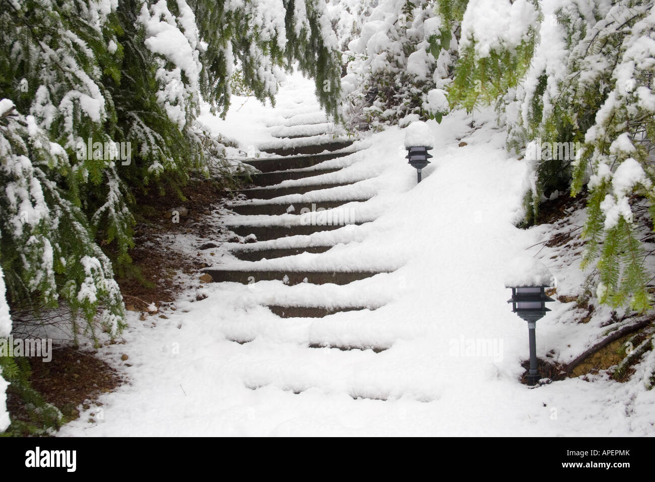 Snow on stairs and low voltage landscape lighting with pine trees ...