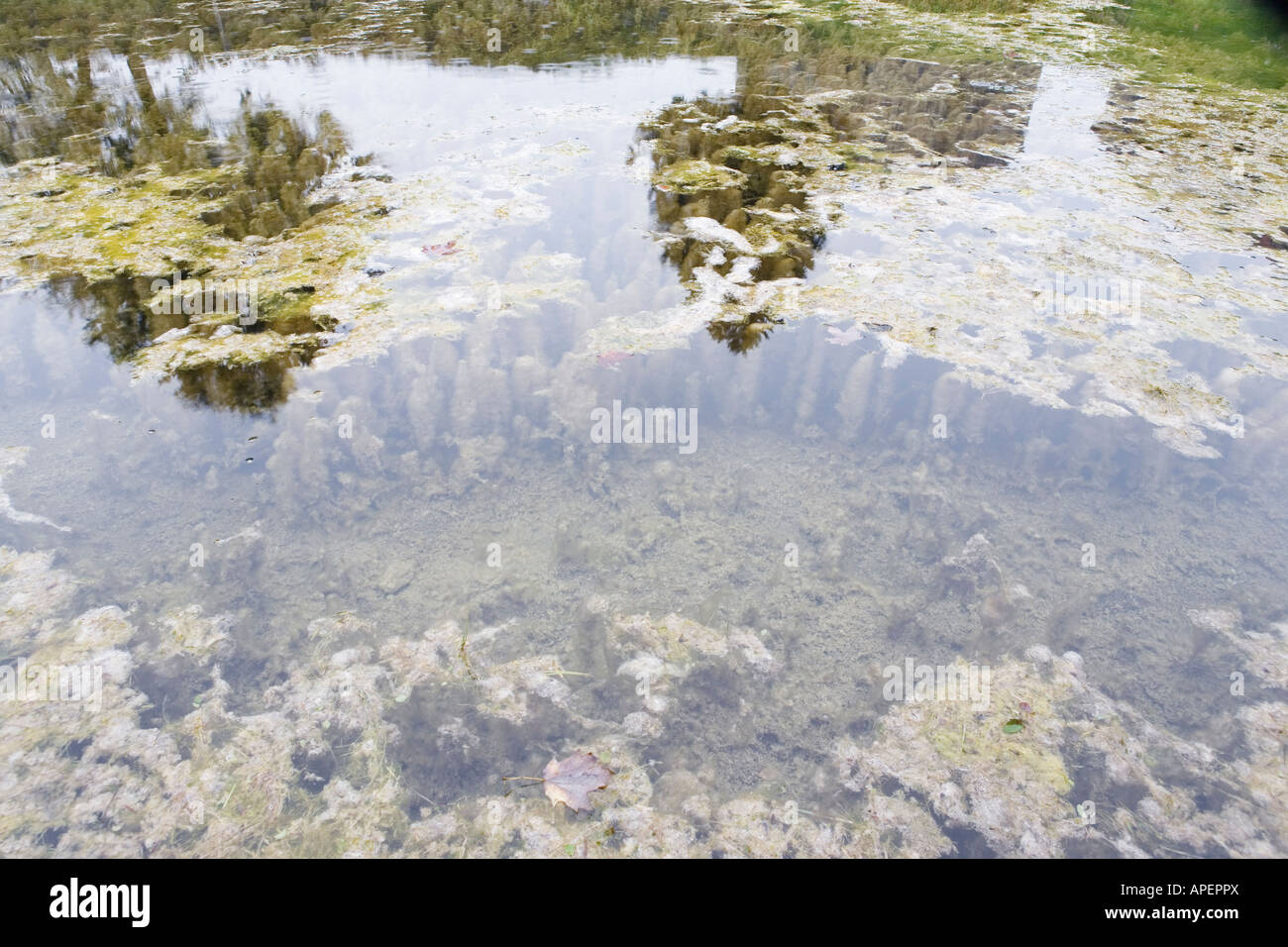 Float plankton hi-res stock photography and images - Alamy