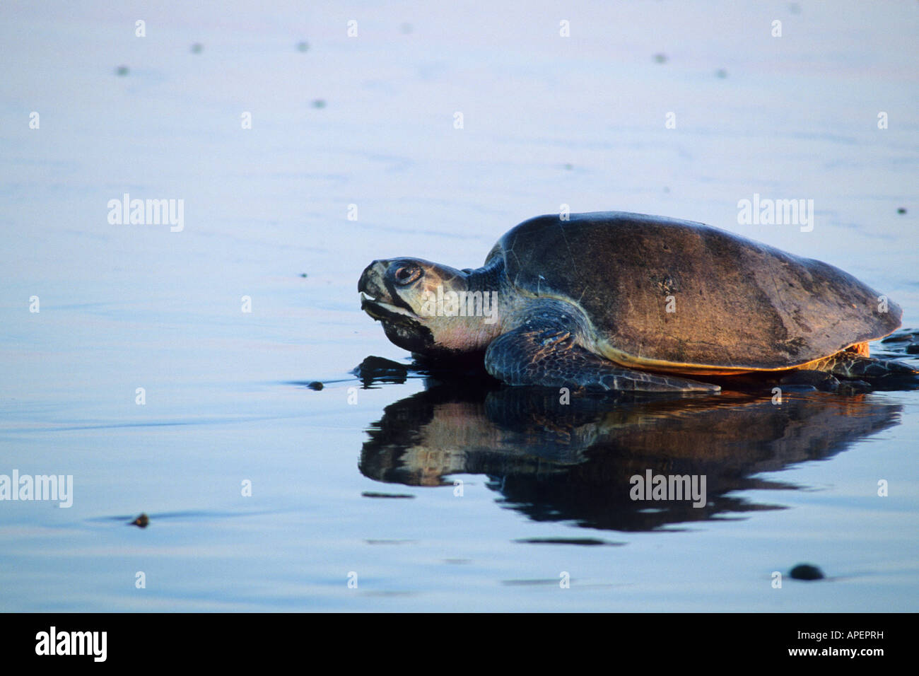 Olive Ridley (Lepidochelys olivacea) sea turtle on beach, Ostional ...