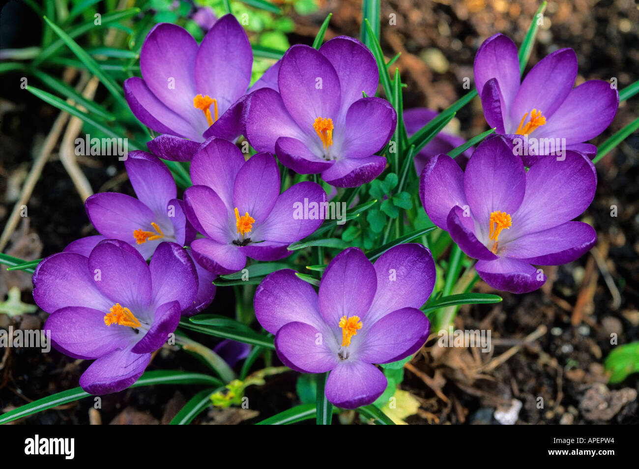 Purple hued hi-res stock photography and images - Alamy