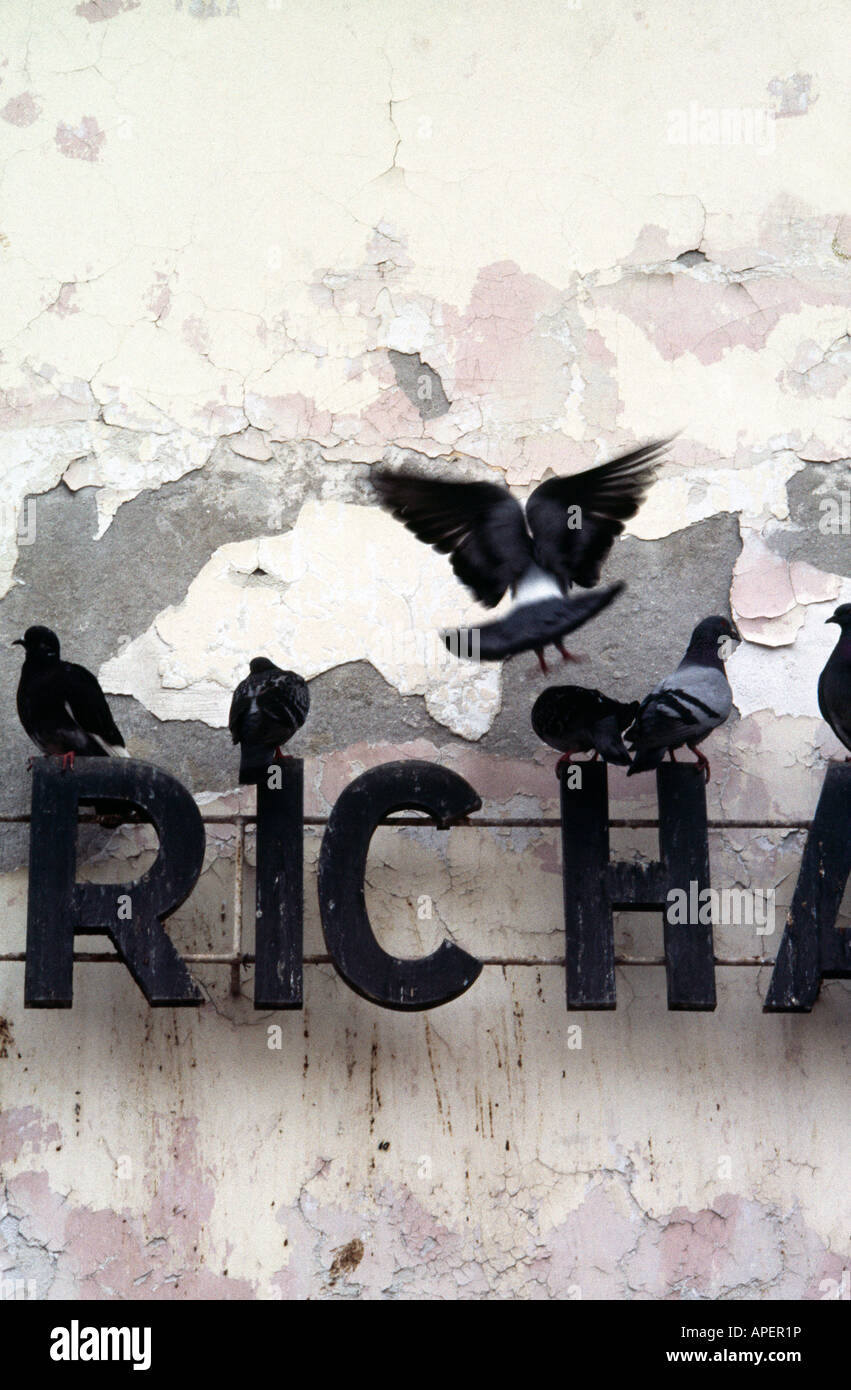 Nice France Pigeons On Building Stock Photo - Alamy