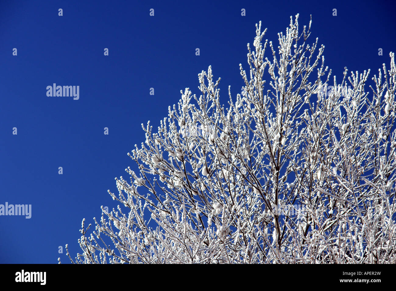 detail of white tree Stock Photo - Alamy