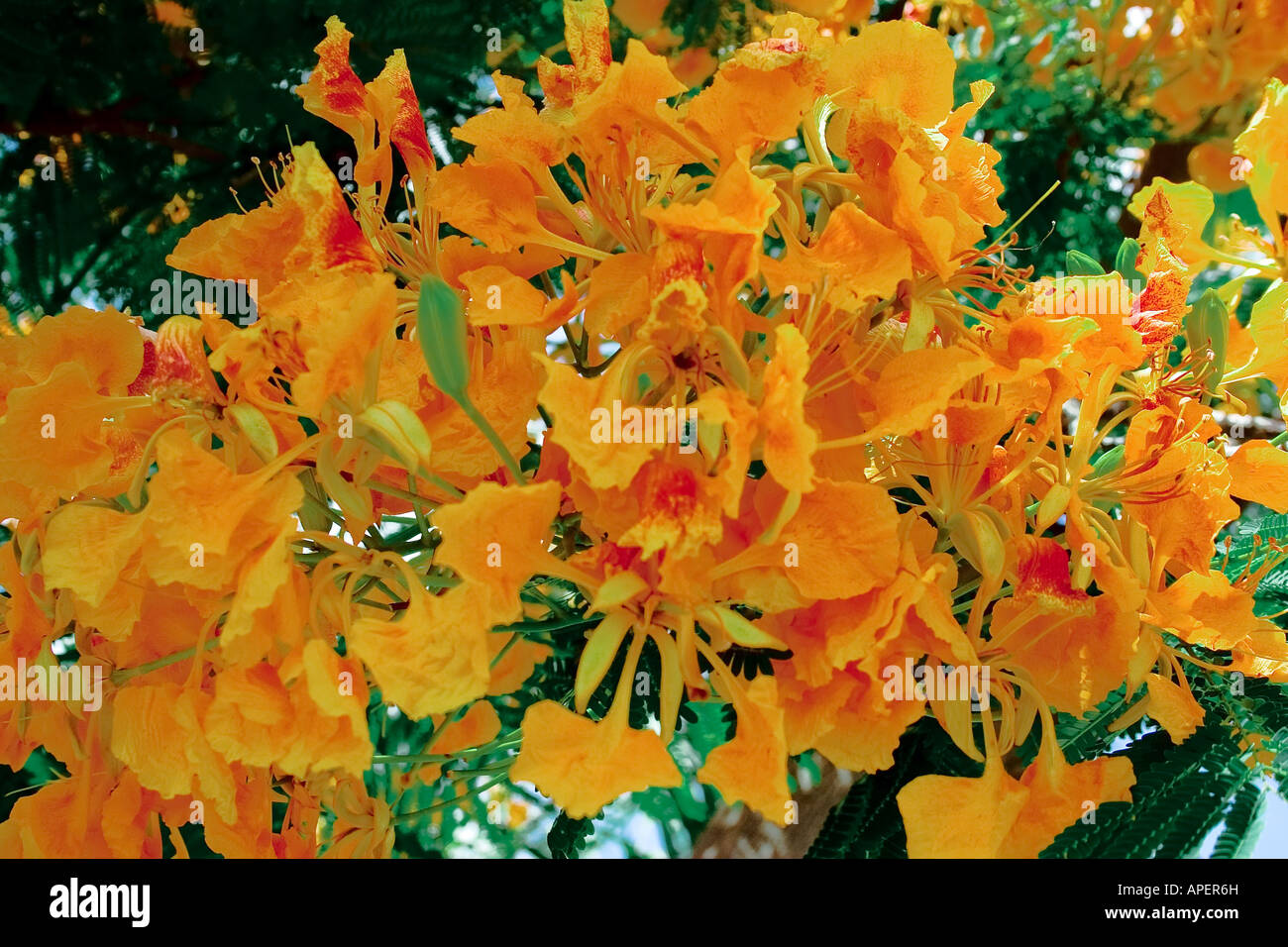 Yellow Flamboyant Tree