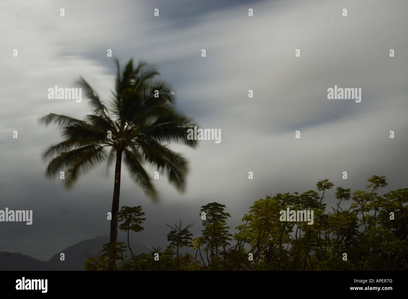 Hard palm hi-res stock photography and images - Alamy