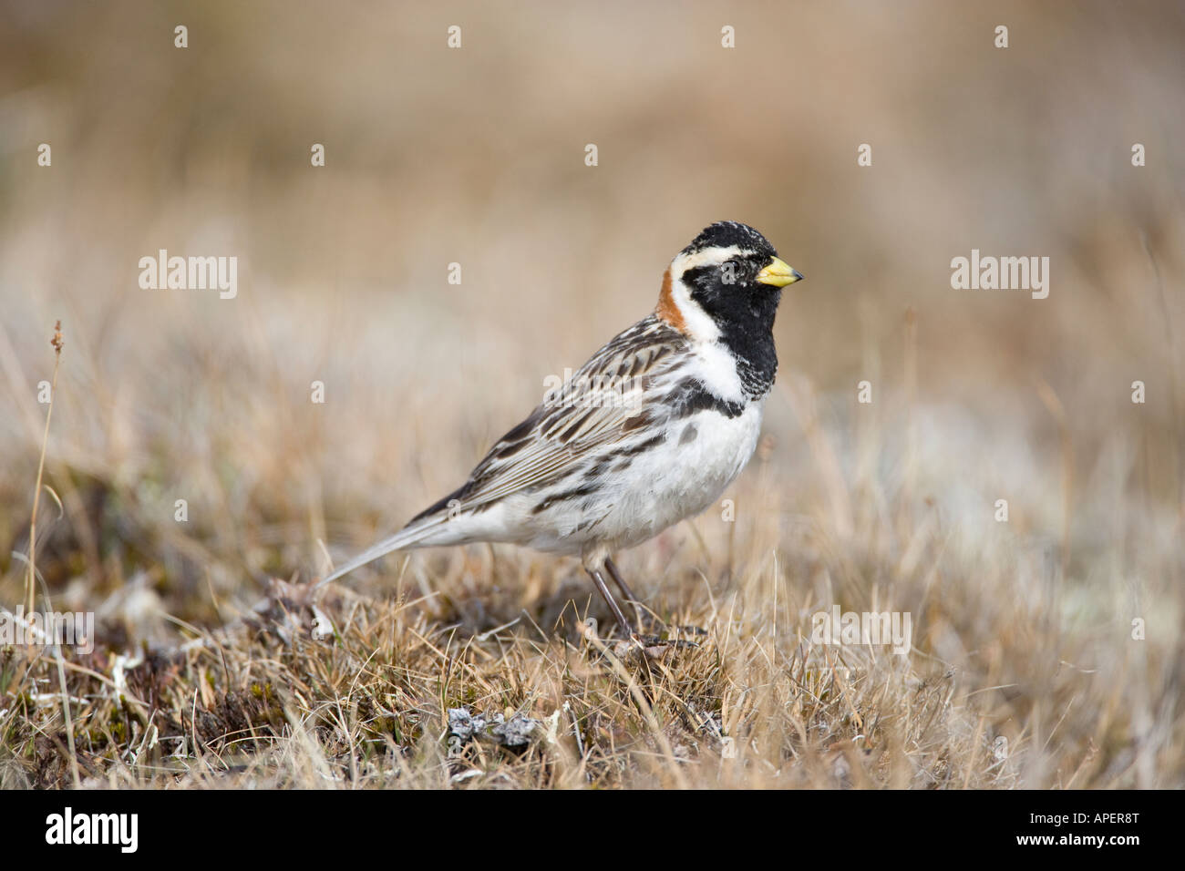 alaska lapland longspur male on tundra near barrow Calcarius lapponicus ...