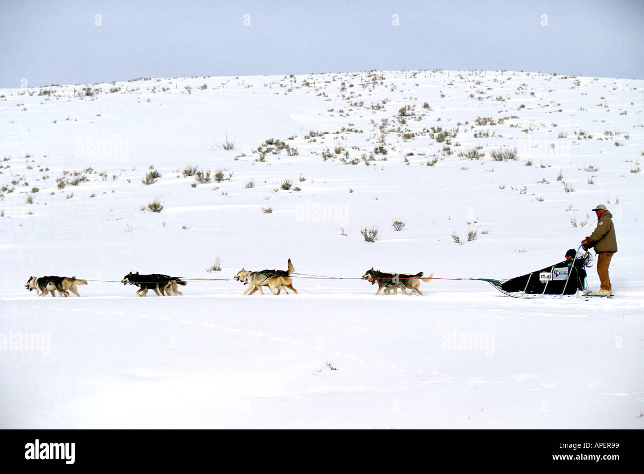 Sport of dog racing hi-res stock photography and images - Alamy