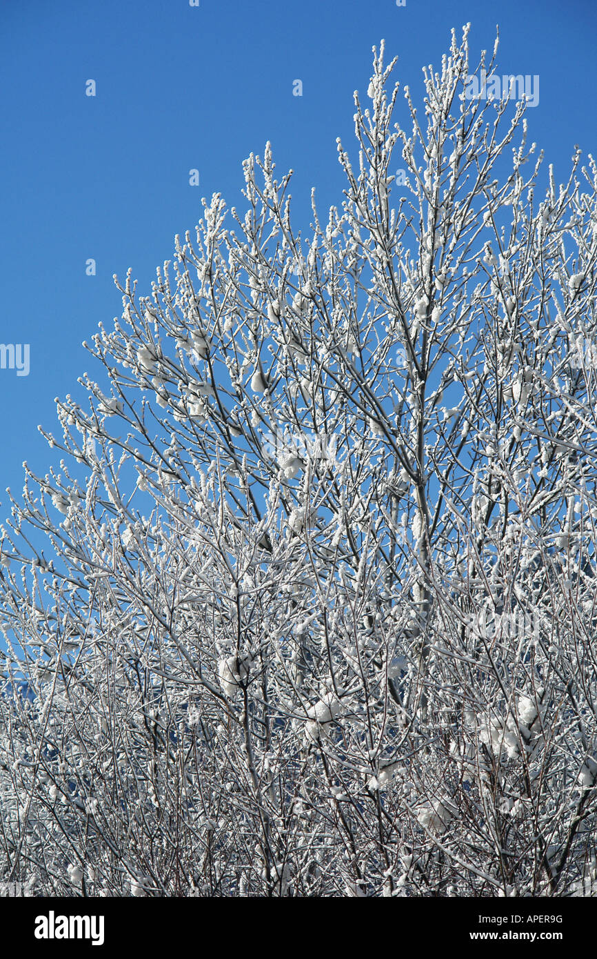 detail of white tree Stock Photo - Alamy