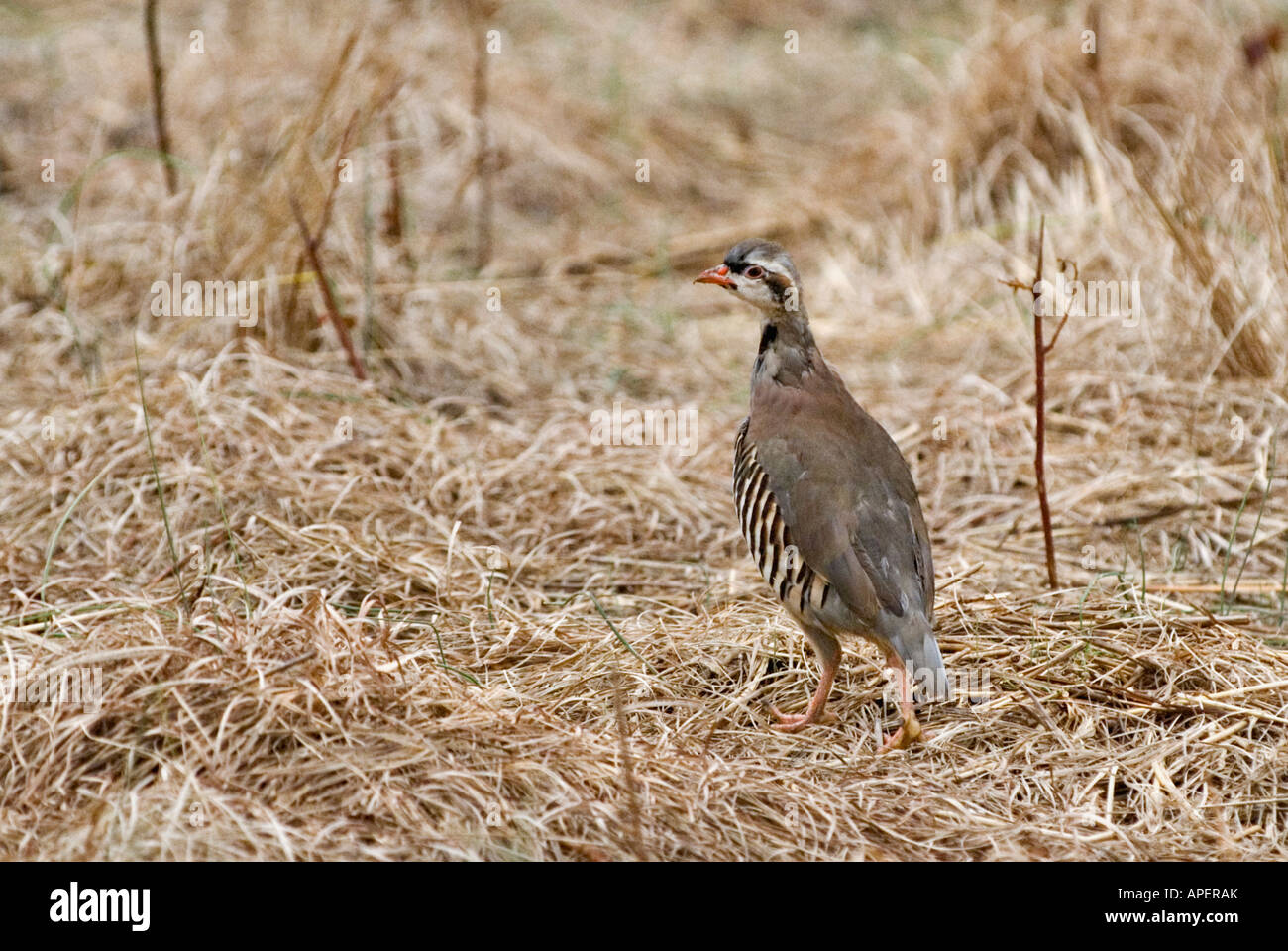 Webster county hi-res stock photography and images - Alamy
