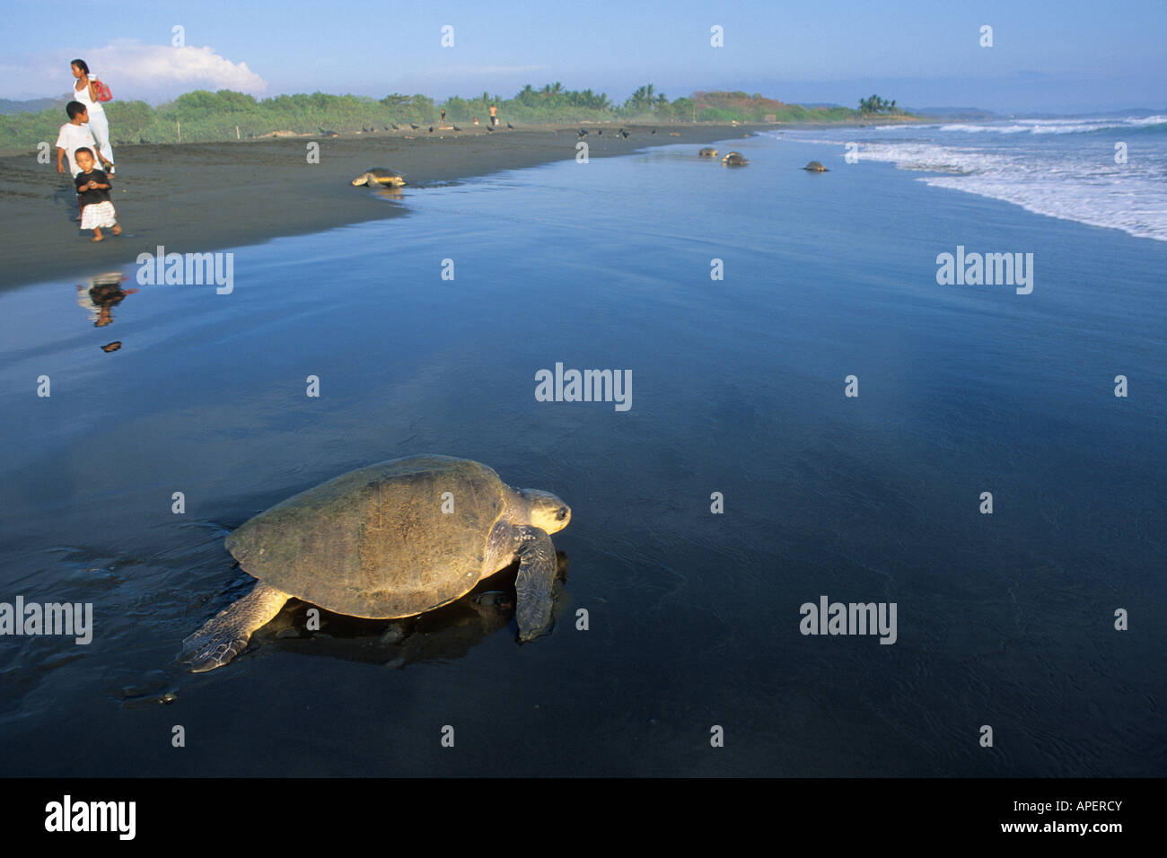 Female Olive Ridley ( Lepidochelys olivacea ) on beach at Ostional ...
