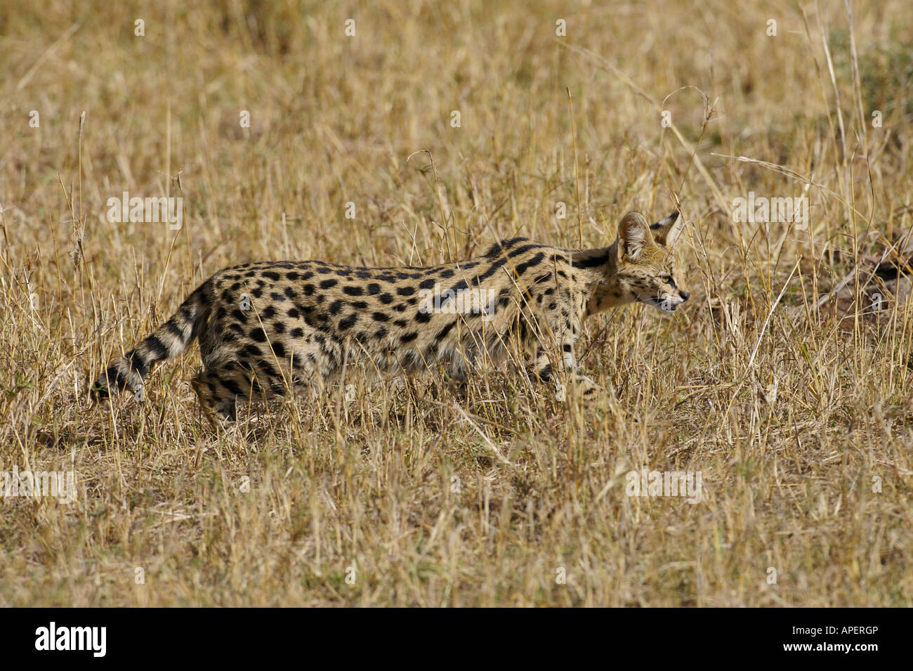 African Serval Cat Stock Photo - Alamy