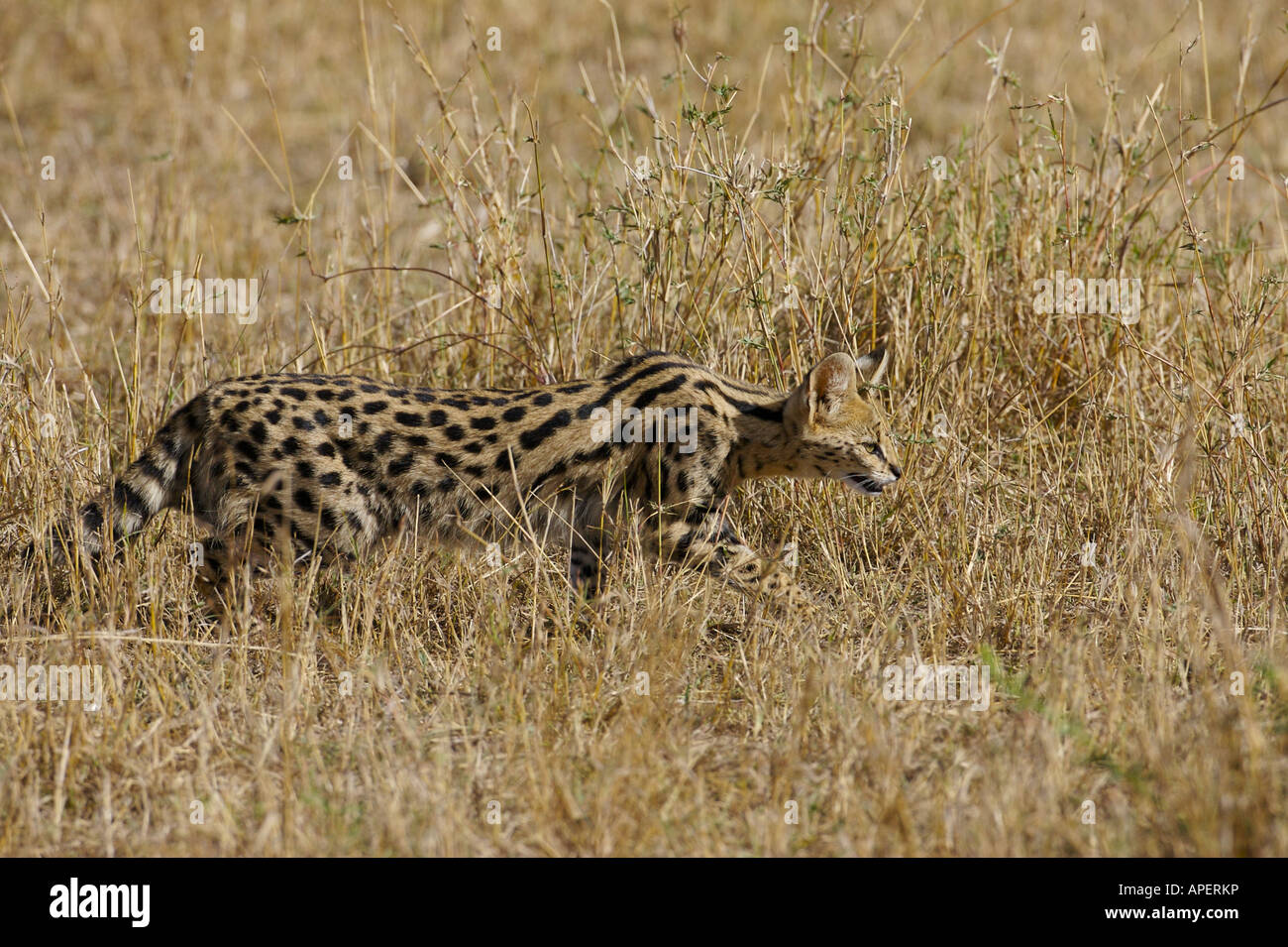 African Serval Cat Stock Photo - Alamy