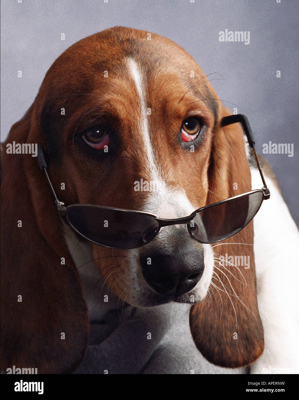 Basset hound with shades Stock Photo - Alamy
